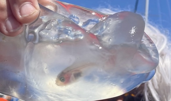 Twin Sailed Salps with a Stowaway Medusafish – Blue Water Ventures